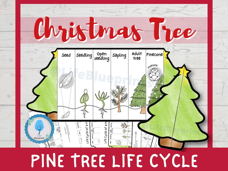 PINE TREE Life Cycle Foldable Templates | Christmas Tree Life Cycle ...