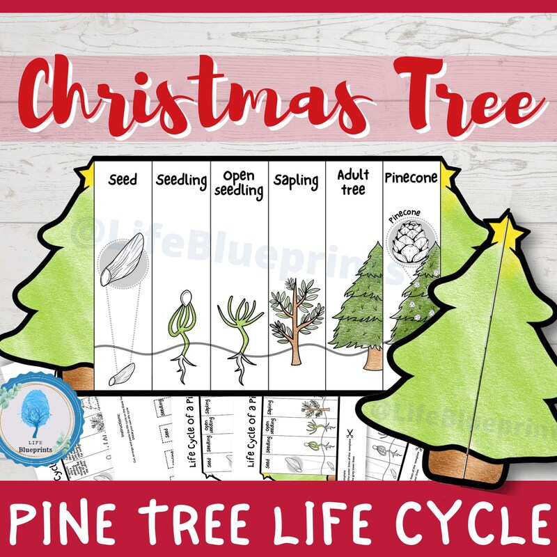 Pine Tree Preschool - Etsy