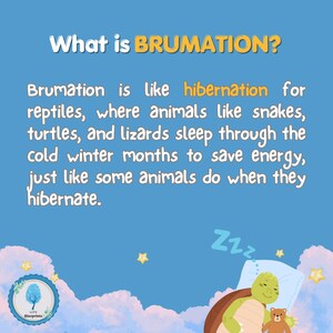 Frog Brumation | Hibernation Foldable Activity | Reptiles Hibernation ...