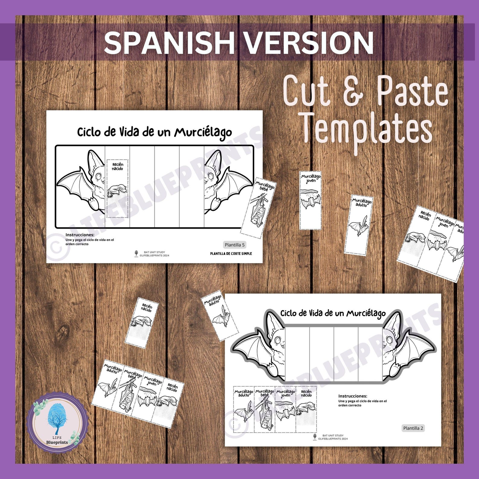 SPANISH Life Cycle of a Bat Science Activity for Kids | Foldable Craft ...