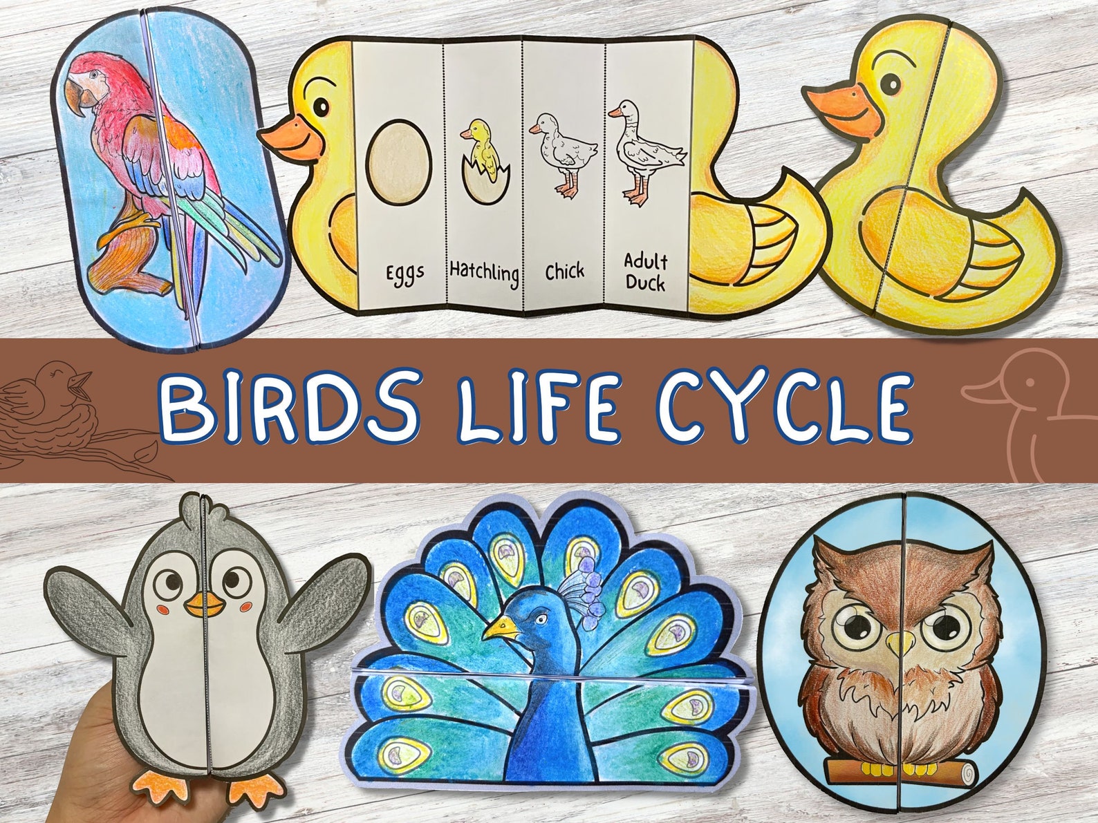Bird Life Cycle Bundle of 6 Templates | Duck, Chicken, Penguin, Parrot ...