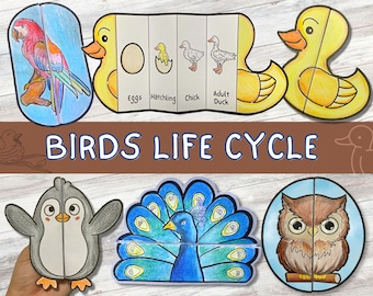 Foldable Chicken Life Cycle Learning Activity for Kids A4 and 11x8.5 ...