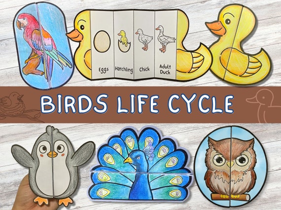 Life Cycle Of A Bird