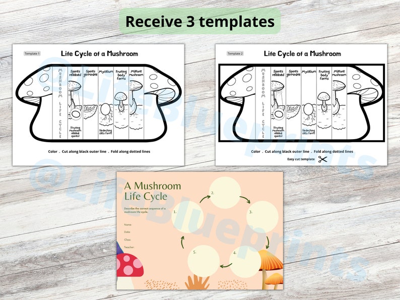 Foldable Mushroom Life Cycle Learning Activity for Kids A4 - Etsy