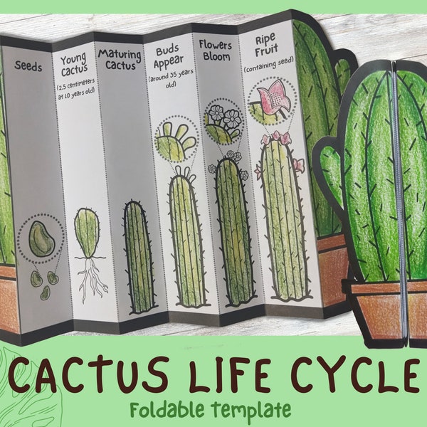Cactus for Sale - Etsy