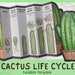 Cactus Life Cycle Learning Activity for Kids A4 and 11x8.5 - Etsy