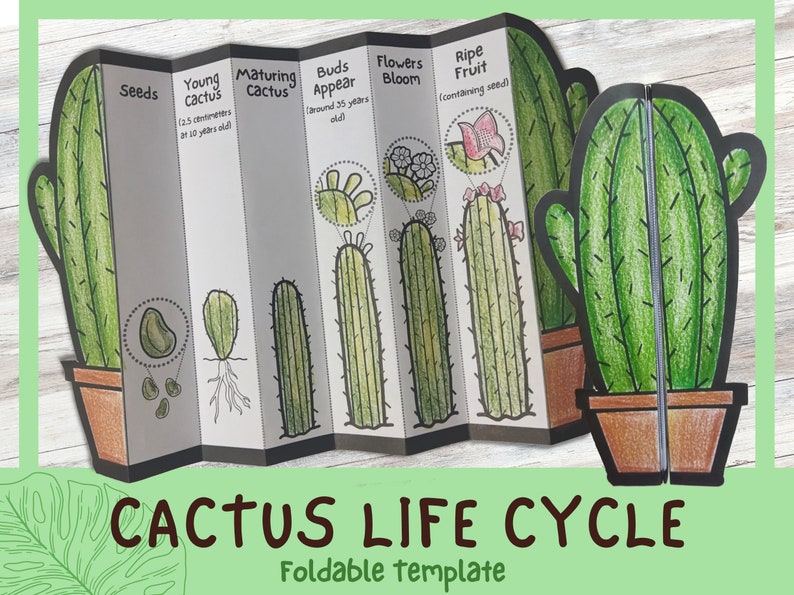 Cactus Life Cycle Learning Activity for Kids A4 and 11x8.5 Inch Digital ...