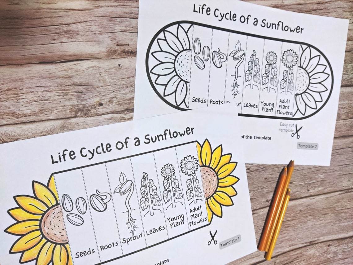 Foldable Sunflower Life Cycle Learning Activity for Kids A4 - Etsy