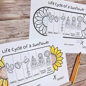 Foldable Sunflower Life Cycle Learning Activity for Kids A4 and 11x8.5 ...