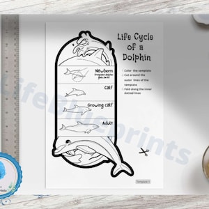 Foldable Dolphin Life Cycle Learning Activity for Kids | A4 and 11x8.5 ...