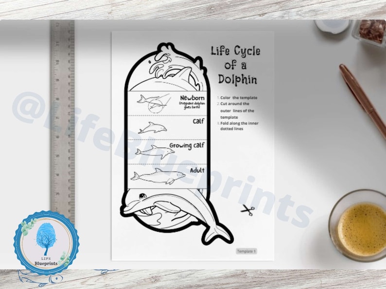 Foldable Dolphin Life Cycle Learning Activity for Kids A4 and 11x8.5 ...
