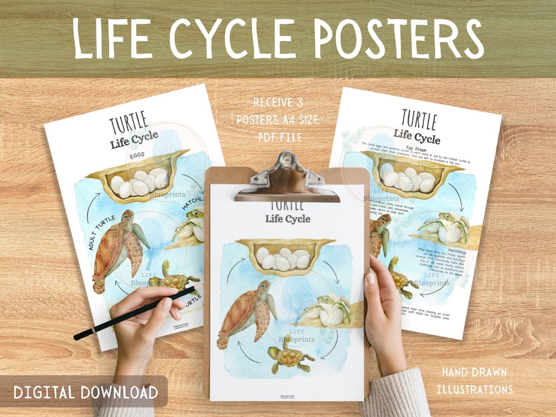 Turtle Life Cycle Unit Study Poster, Flashcards, Lesson Plan Nature ...