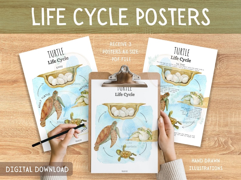 Turtle Life Cycle Unit Study | Poster, Flashcards, Lesson Plan | Nature ...