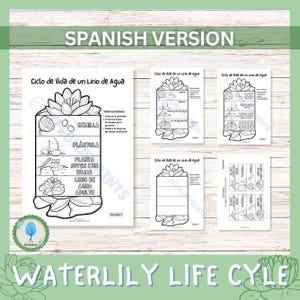 SPANISH Foldable Water Lily Life Cycle Learning Activity for Kids ...