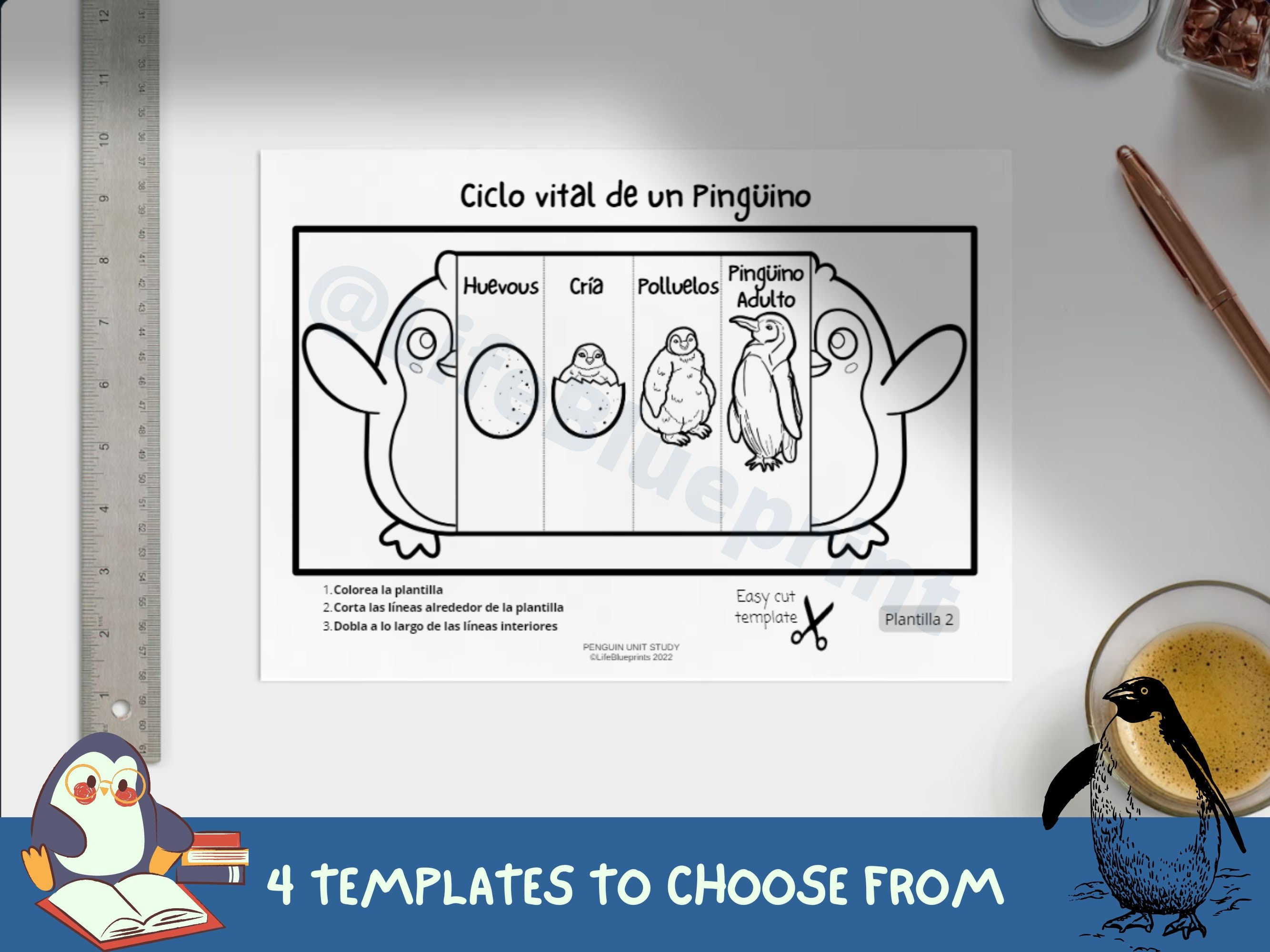 SPANISH Life Cycle of Penguin Foldable Life Cycle Craft Digital ...