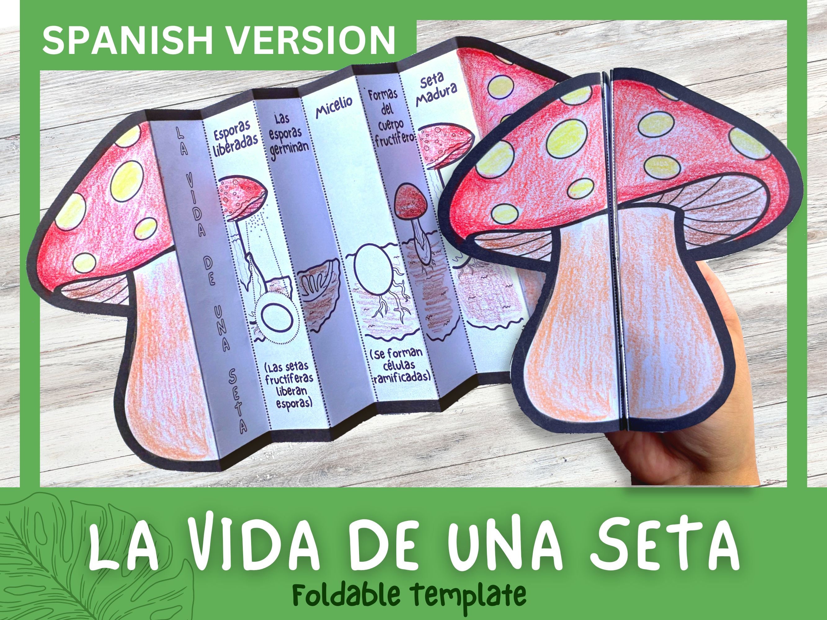 SPANISH Life Cycle of a Mushroom| Foldable Life Cycle Craft | Digital ...