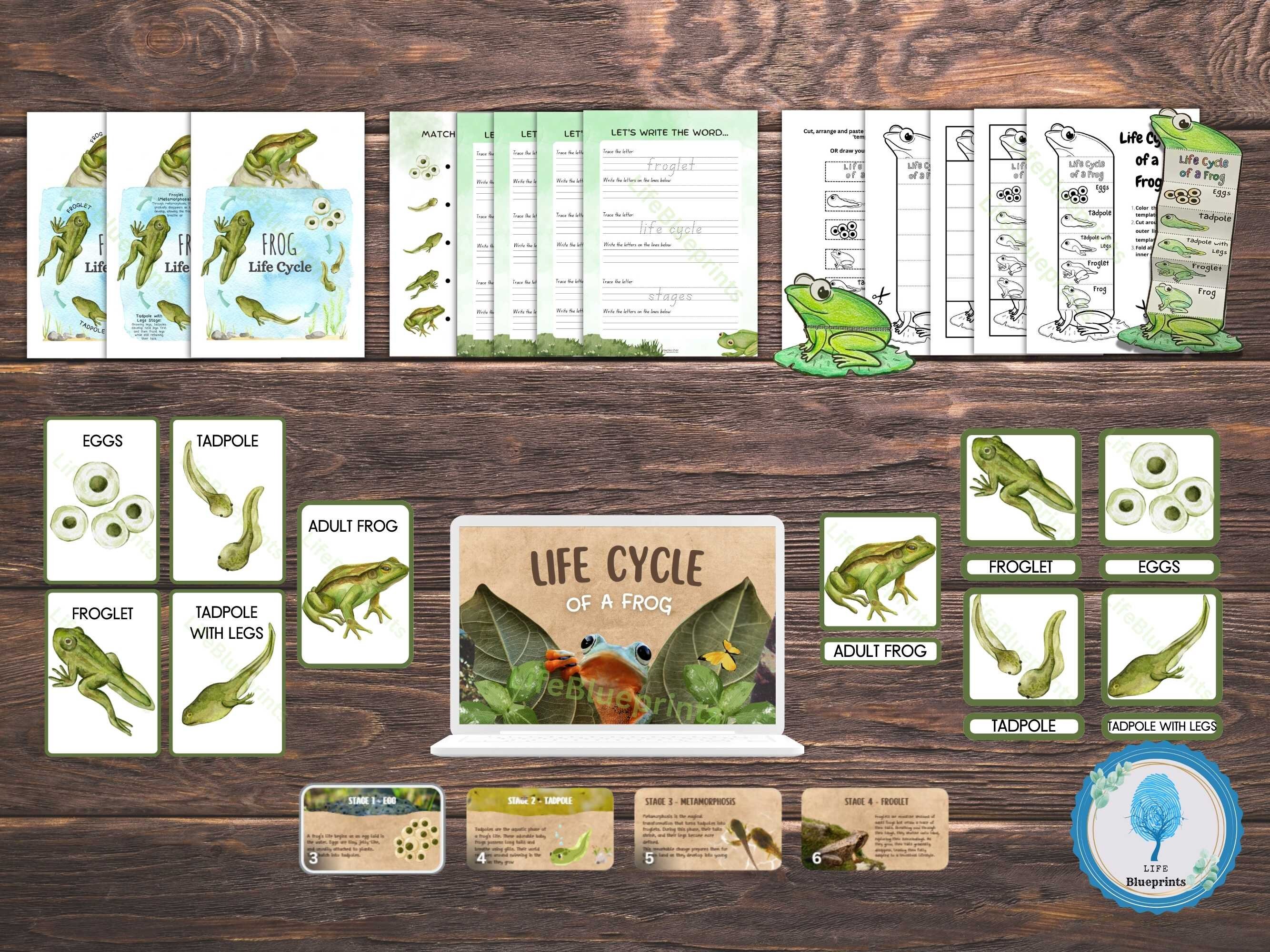Frog Life Cycle Unit Study Poster, Flashcards, Lesson Plan Nature Study ...