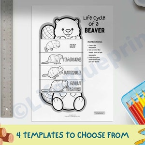 Foldable Beaver Life Cycle Learning Activity for Kids | A4 and 11x8.5 ...