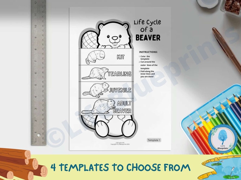 Foldable Beaver Life Cycle Learning Activity for Kids A4 and 11x8.5 ...