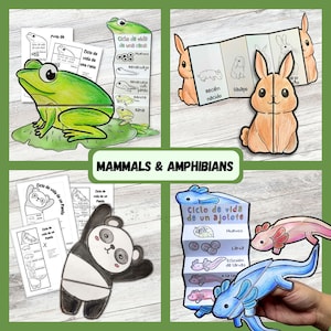 SPANISH Foldable Life Cycle Bundle of 20 Templates | Discounts With ...