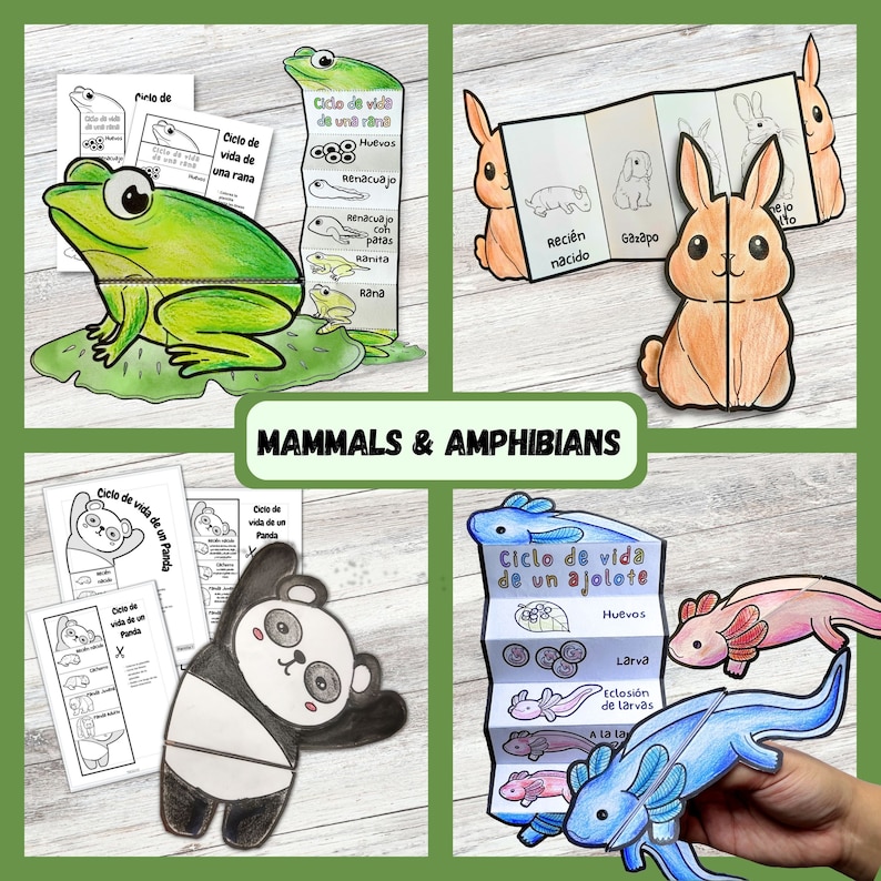 SPANISH Foldable Life Cycle Bundle of 20 Templates | Discounts With ...