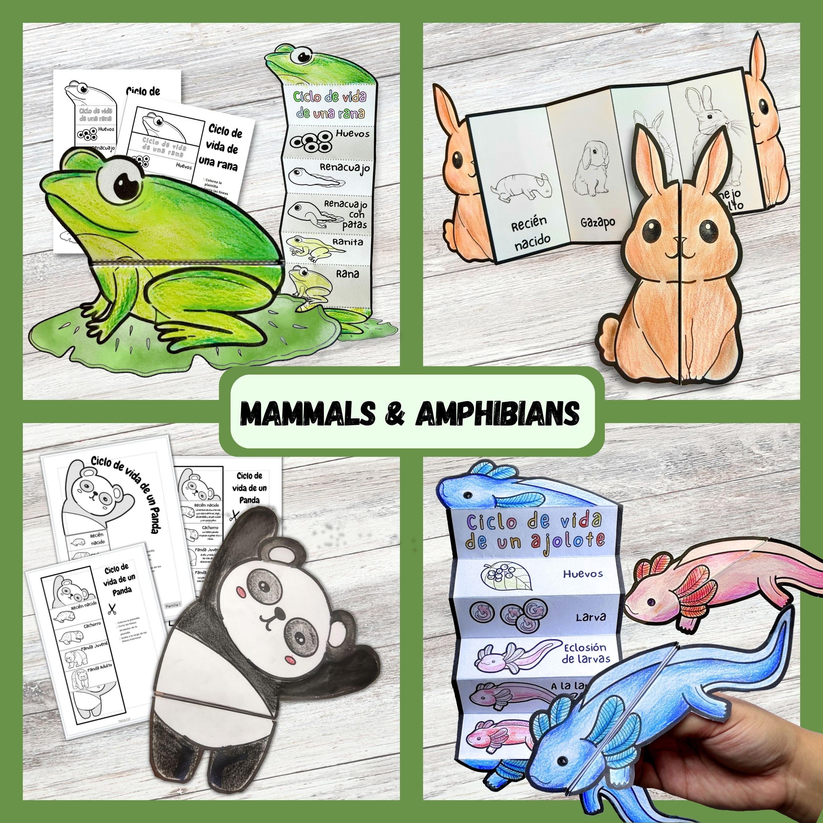 SPANISH Foldable Life Cycle Bundle of 20 Templates Discounts With ...