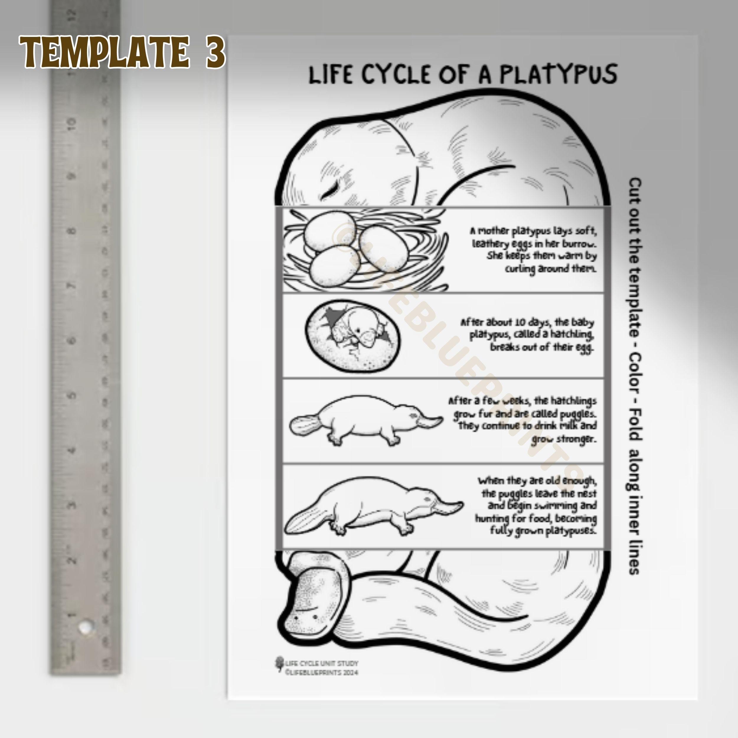 Platypus Life Cycle Science Activity for Kids | Foldable Craft ...
