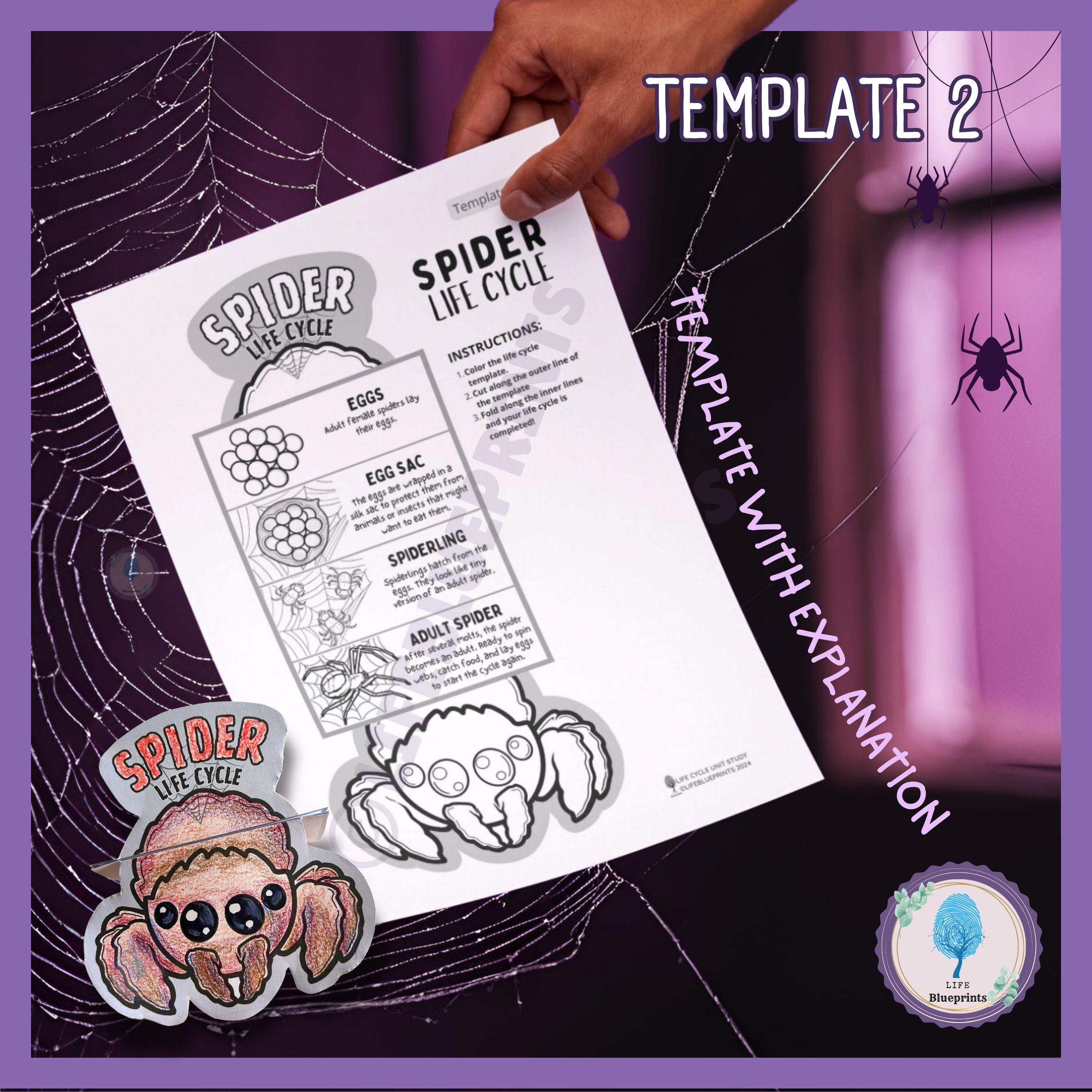 Life Cycle of a Spider Science Activity for Kids | Foldable Craft ...