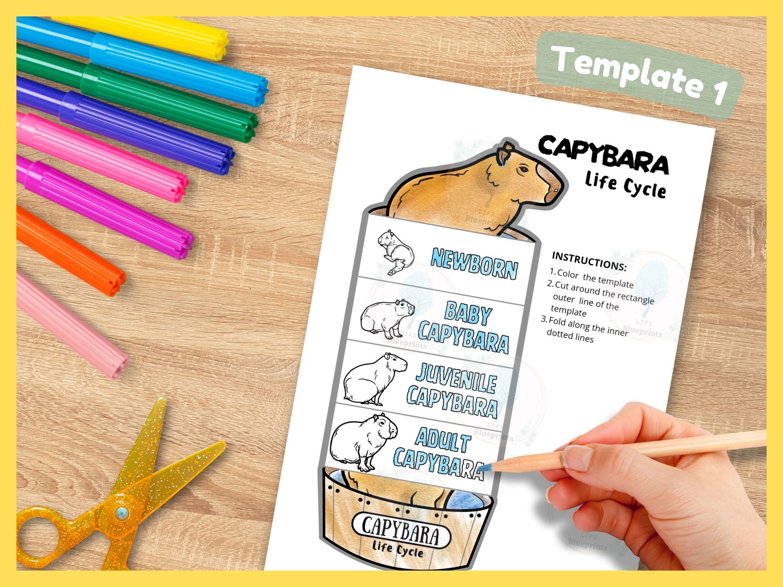 Capybara Life Cycle Learning Activity for Kids | A4 and 11x8.5 Inch ...