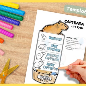Capybara Life Cycle Learning Activity for Kids | A4 and 11x8.5 Inch ...
