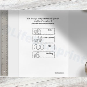 Foldable Chicken Life Cycle Learning Activity for Kids A4 and 11x8.5 ...