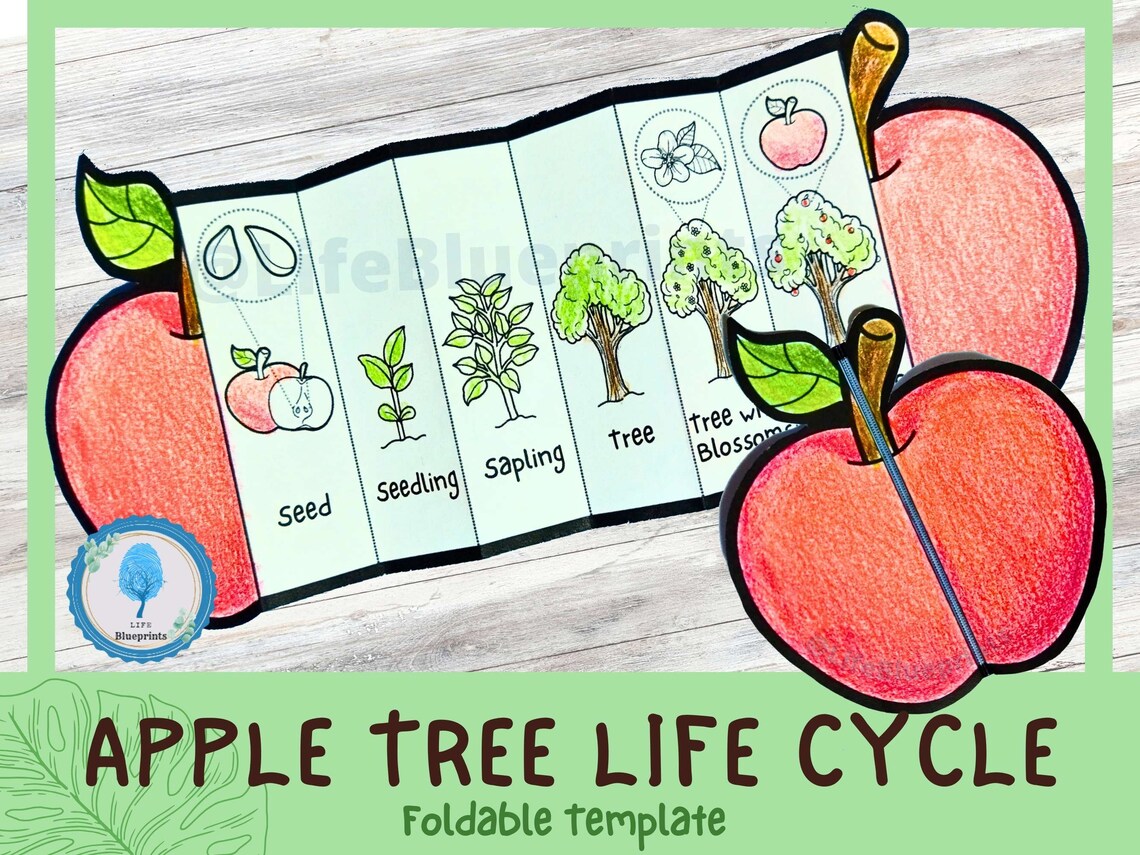Foldable Apple Life Cycle Learning Activity for Kids | A4 and 11x8.5 ...