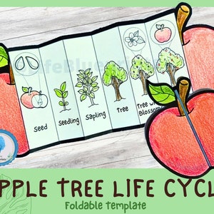 Foldable Apple Life Cycle Learning Activity for Kids | A4 and 11x8.5 ...