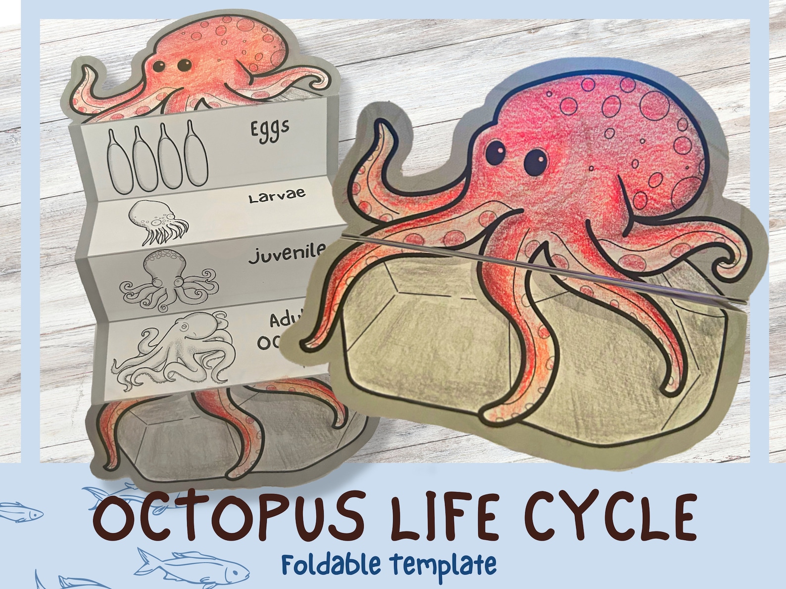 Foldable Octopus Life Cycle Learning Activity for Kids A4 and 11x8.5 ...
