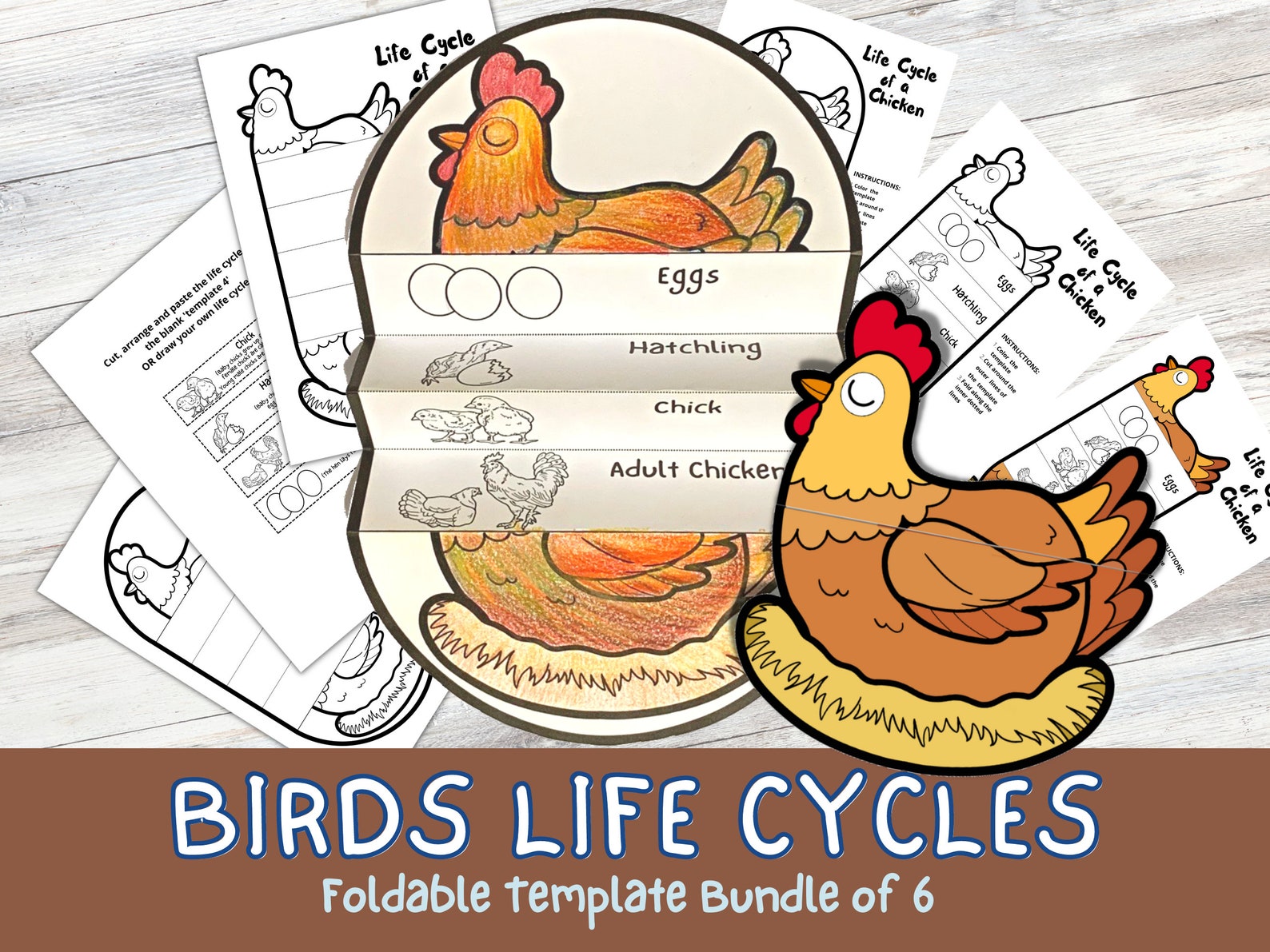 Bird Life Cycle Bundle of 6 Templates Duck, Chicken, Penguin, Parrot ...