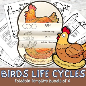 Bird Life Cycle Bundle of 6 Templates | Duck, Chicken, Penguin, Parrot ...