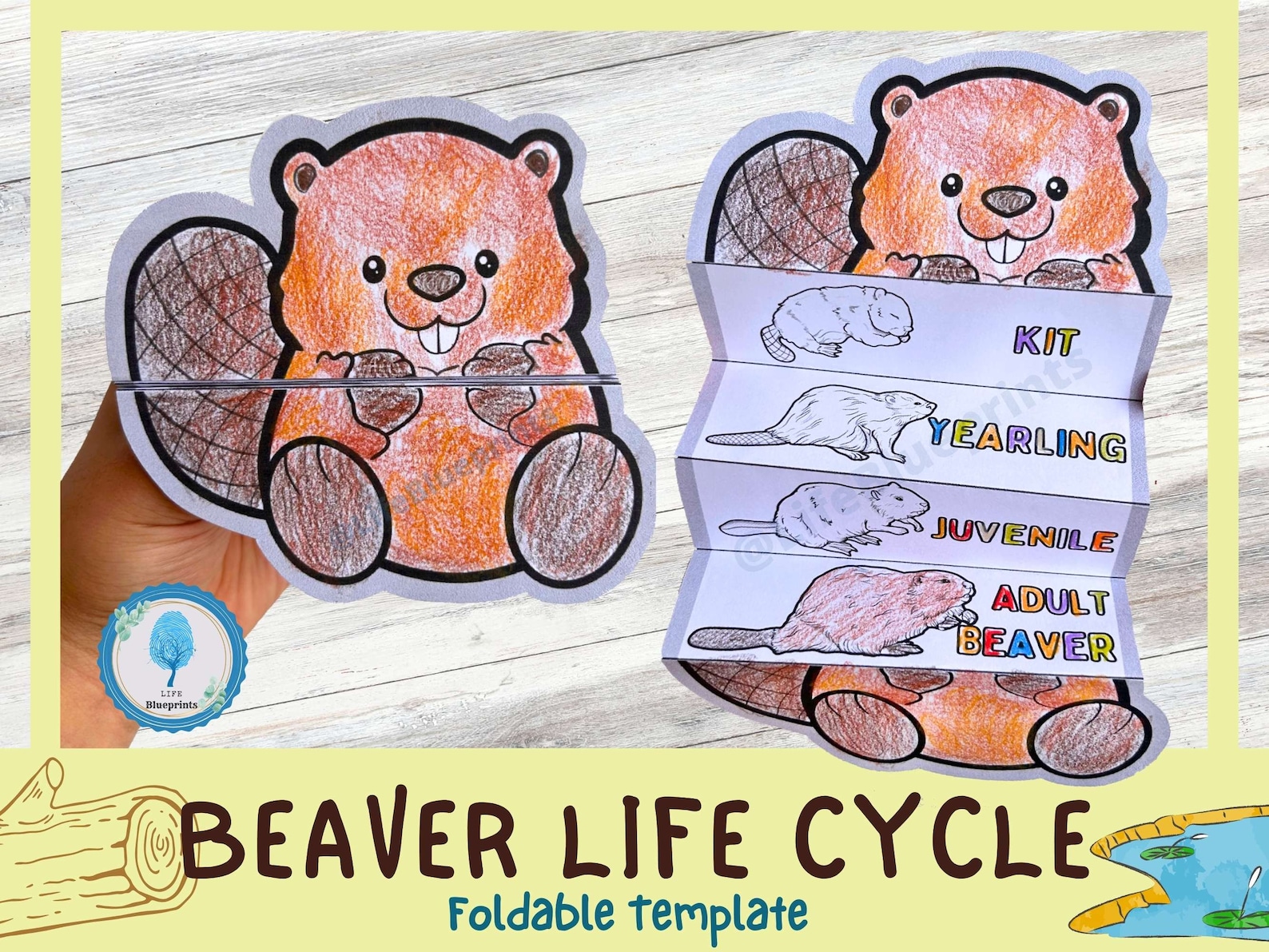 Foldable Beaver Life Cycle Learning Activity for Kids A4 and 11x8.5 Inch Digital Download ...