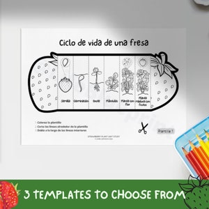 SPANISH Strawberry Life Cycle Foldable Kids' Craft Science Activity ...