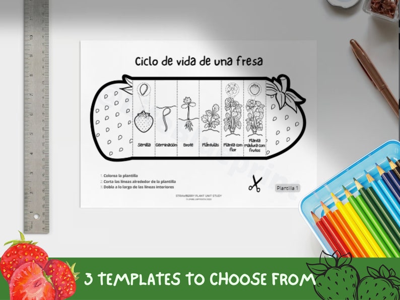SPANISH Strawberry Life Cycle Foldable Kids' Craft Science Activity ...
