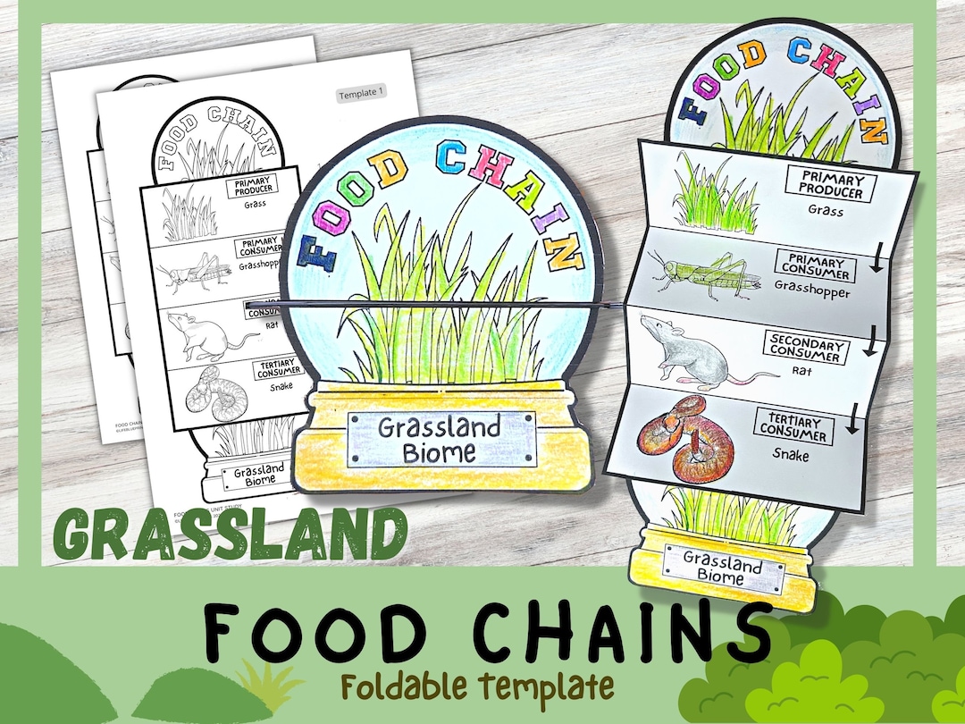 Grassland Food Chains Foldable Kids' Craft Snow Globe - Etsy