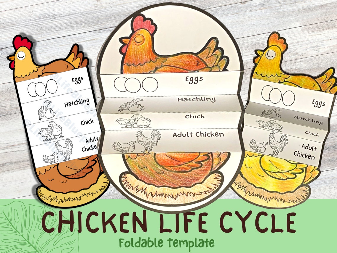 Foldable Chicken Life Cycle Learning Activity for Kids A4 - Etsy