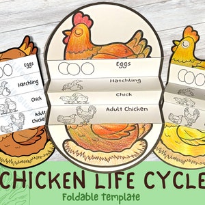 Foldable Chicken Life Cycle Learning Activity for Kids A4 and 11x8.5 ...