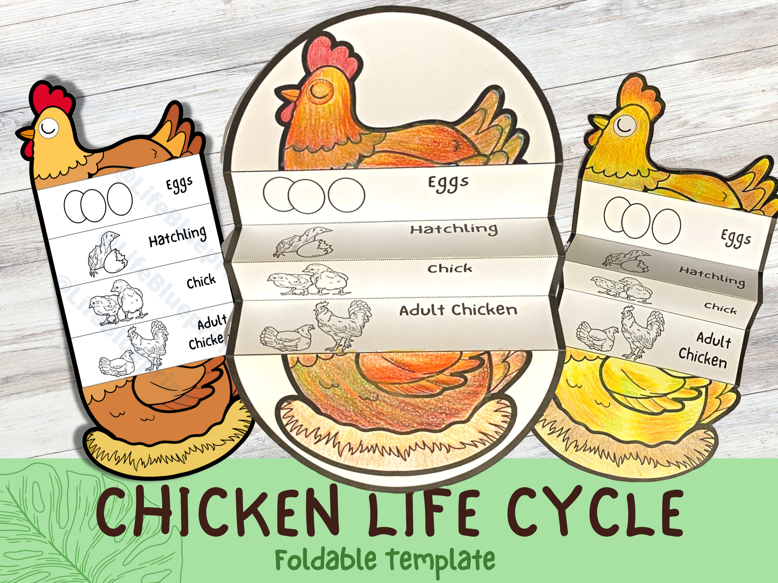 Foldable Chicken Life Cycle Learning Activity for Kids A4 and 11x8.5 ...