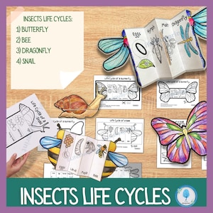 Foldable Life Cycle Bundle of 35 Templates | Discounts With Bundle ...