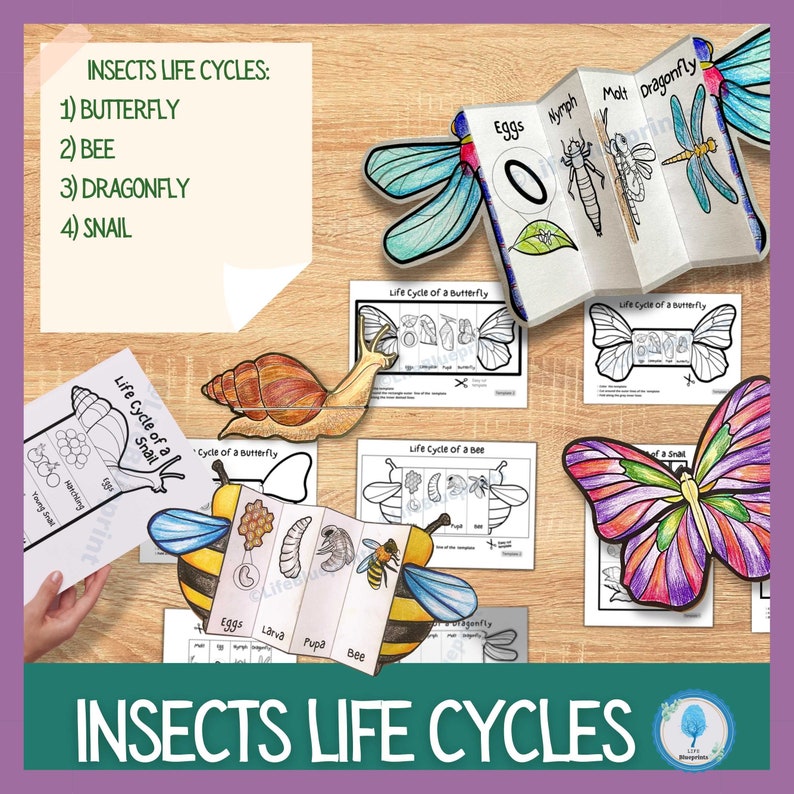 Foldable Life Cycle Bundle of 35 Templates | Discounts With Bundle ...