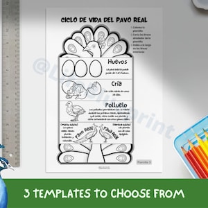 Actividad de aprendizaje del ciclo de vida del pavo real en español ...