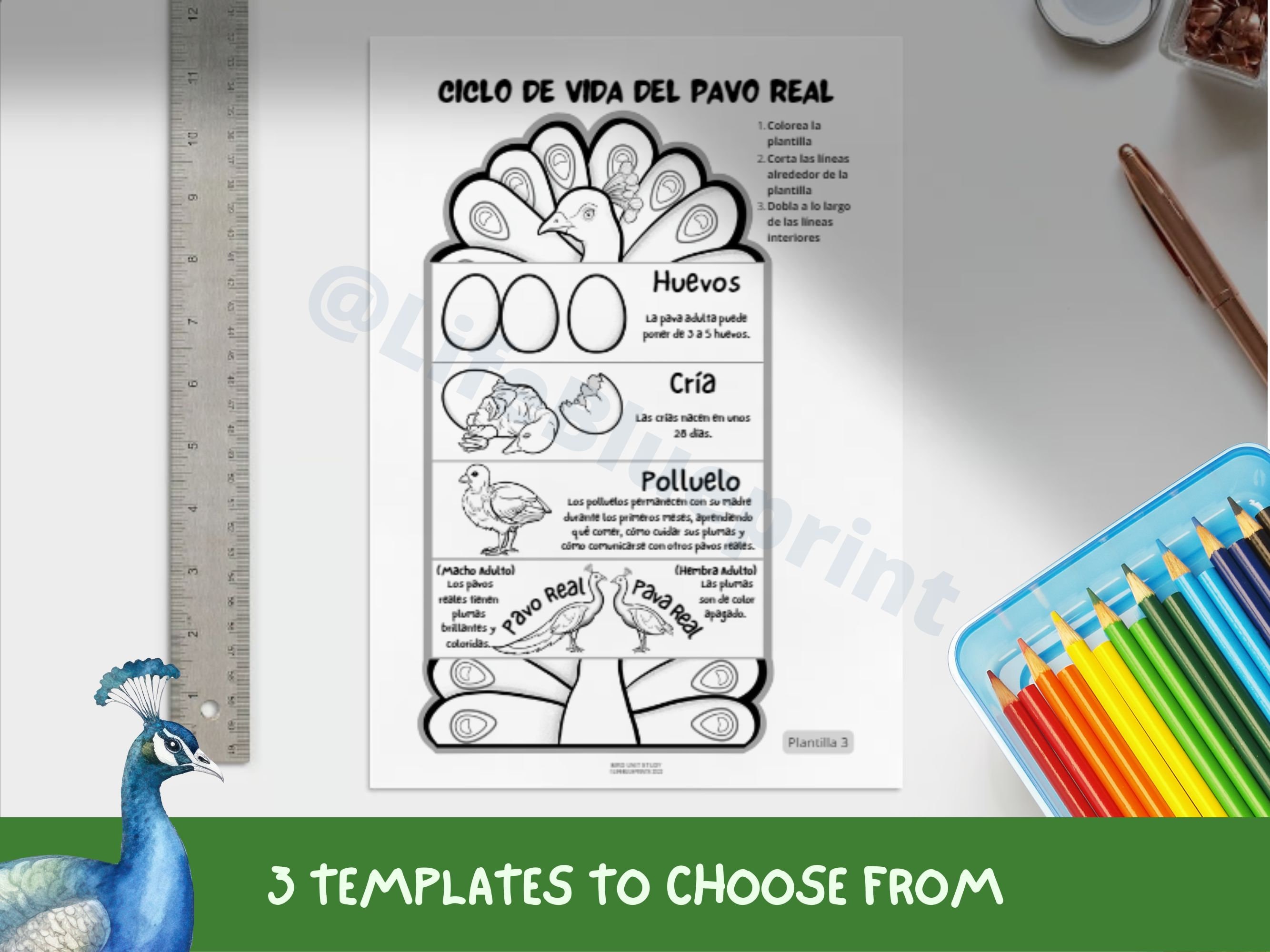 SPANISH Peacock Life Cycle Learning Activity for Kids Montessori ...