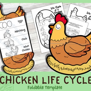 Foldable Chicken Life Cycle Learning Activity for Kids A4 | Etsy