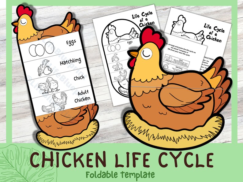 Foldable Chicken Life Cycle Learning Activity for Kids A4 | Etsy