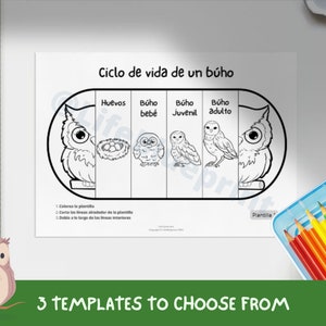 SPANISH Owl Life Cycle Learning Activity for Kids | Montessori Learning ...